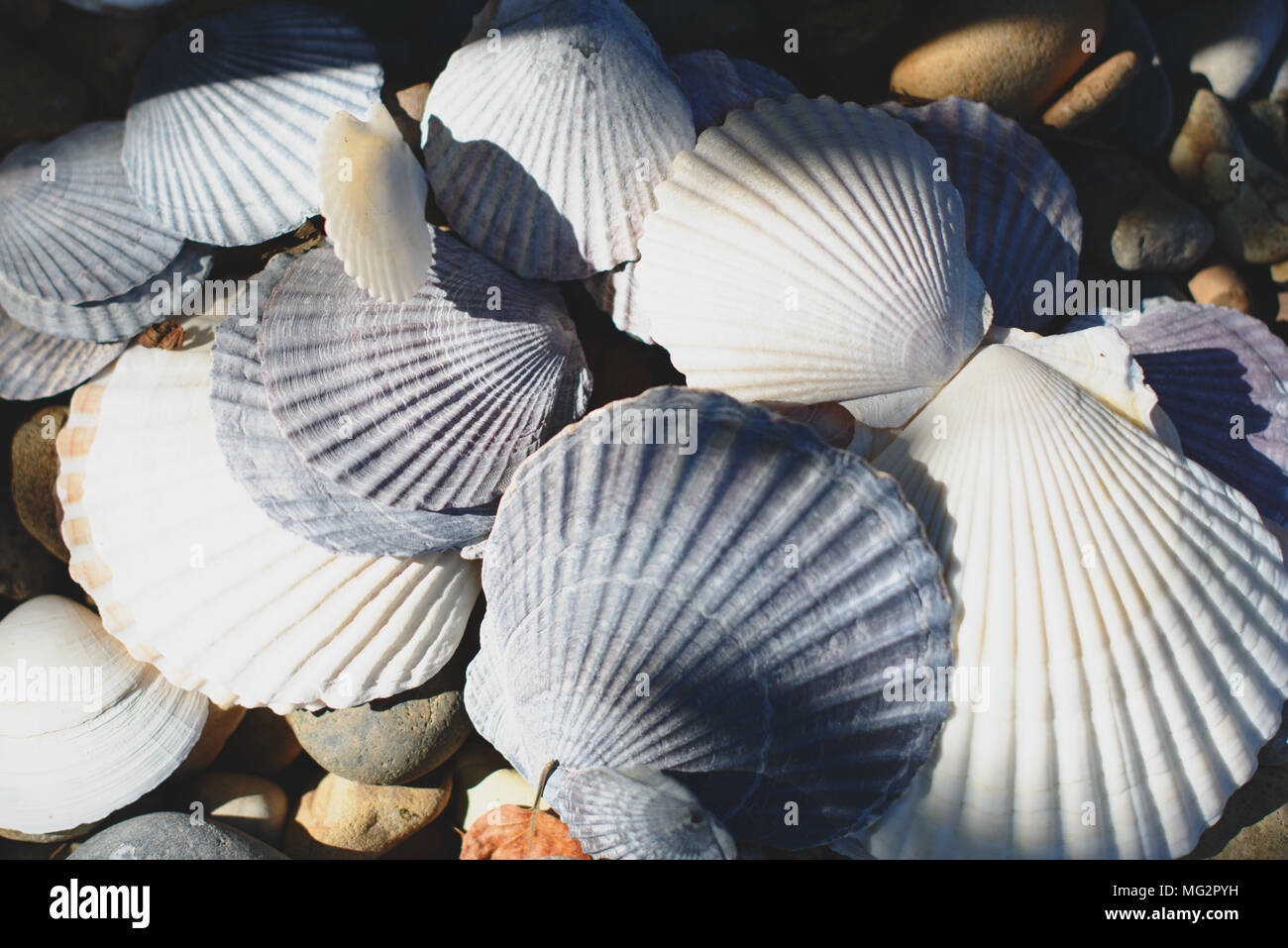 Round sea stones and sea shells textured background Stock Photo - Alamy