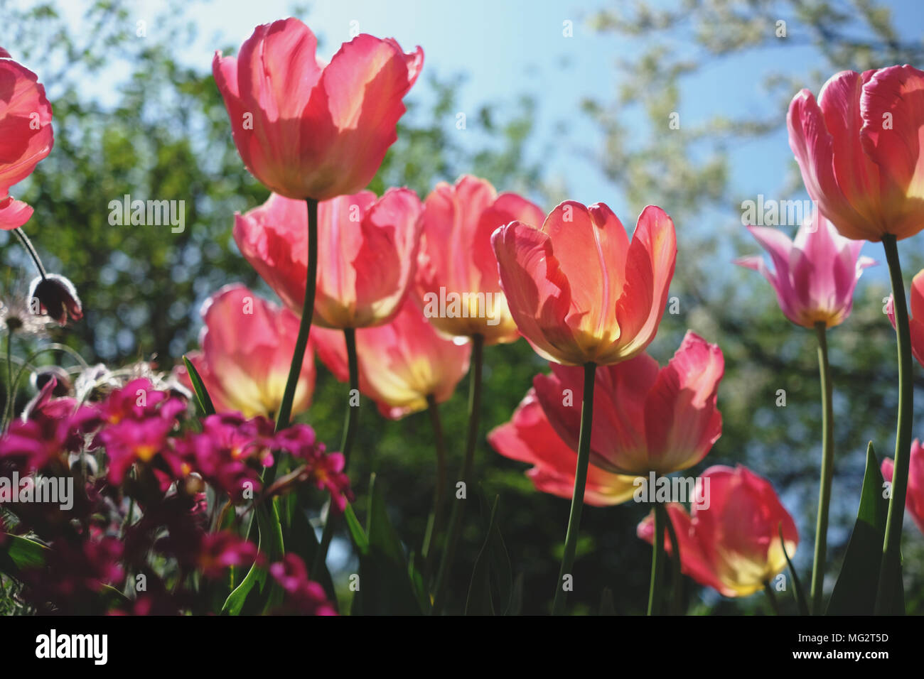 Garden sun beam hi-res stock photography and images - Alamy