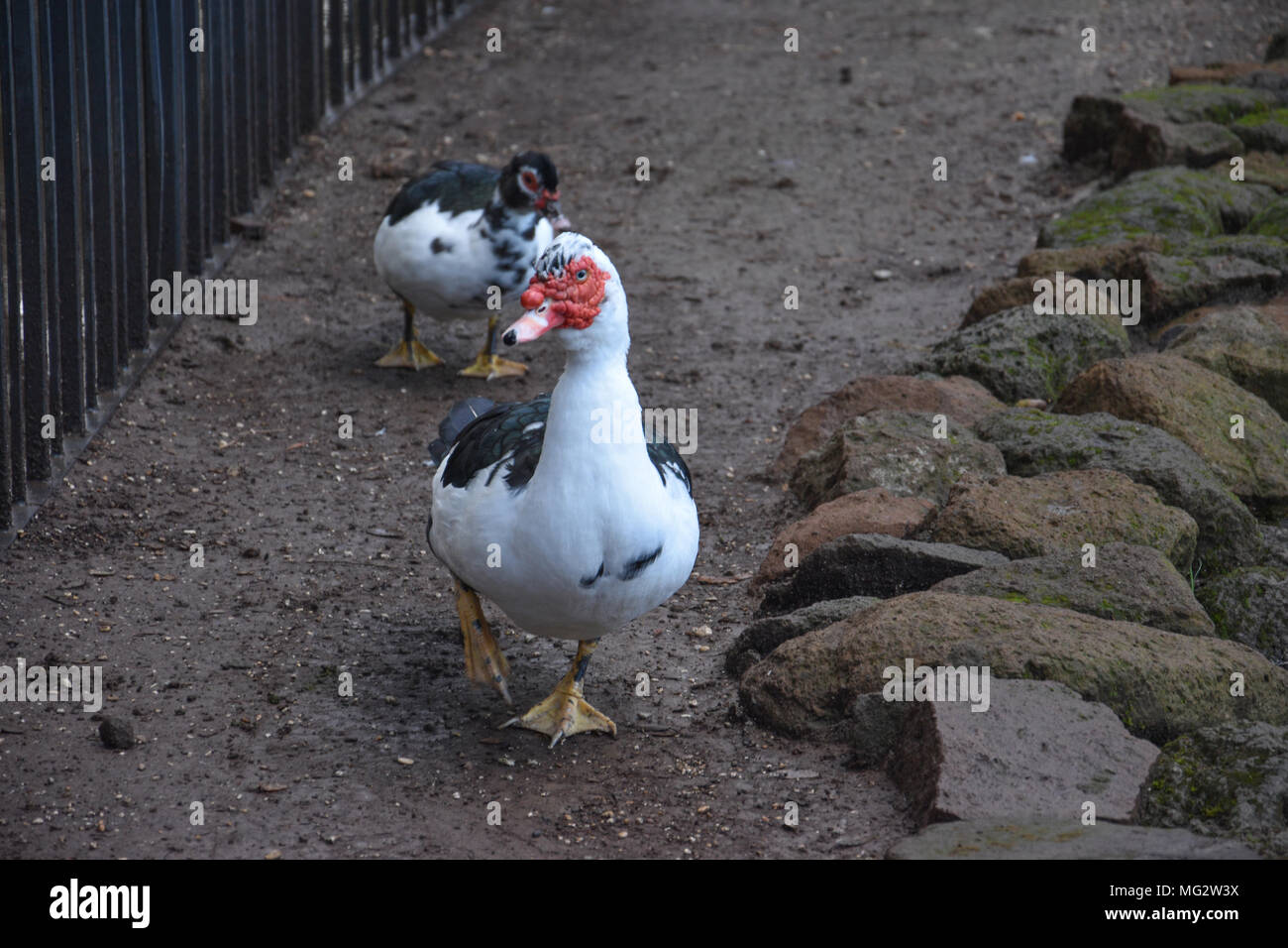 Muscovy Duck (Cairina Moschata) ia a large duck native to Mexico ...