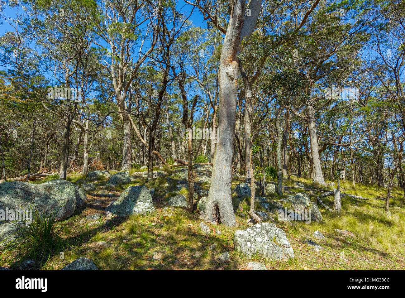 Trees and lands at the Mount Mackenzie lookout overlooking Tenterfield ...