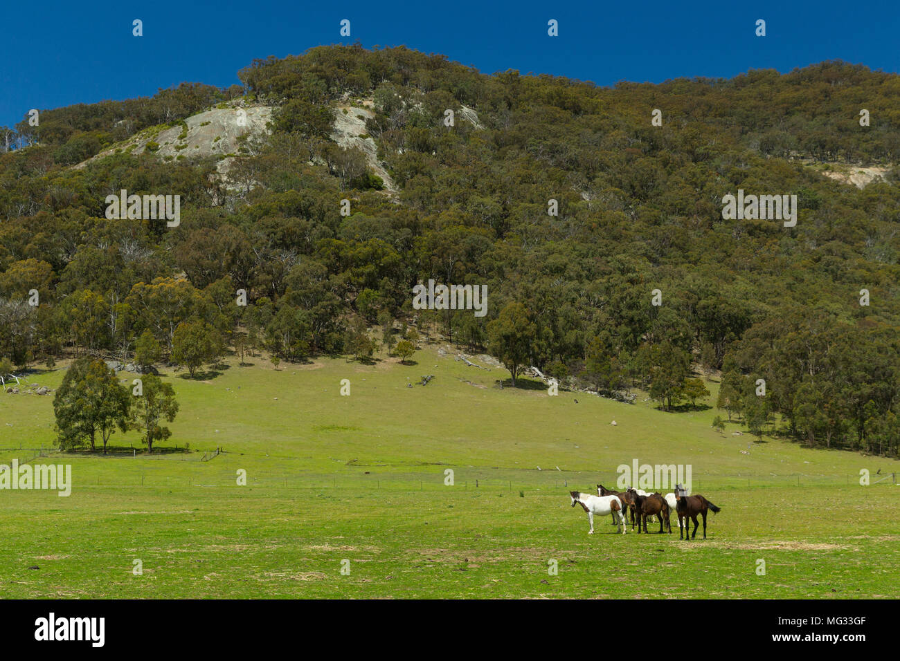 Northern tablelands region of nsw hi-res stock photography and images ...
