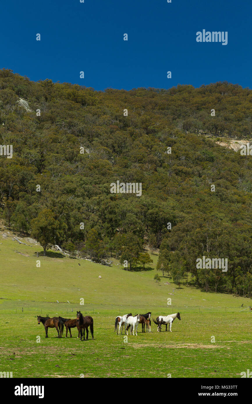Rural farming lands out along Mount Mackenzie Road in Tenterfield, New ...