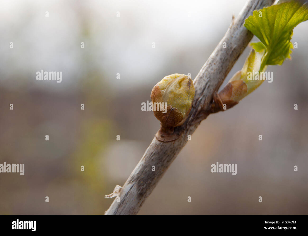 A branch of black currant, infected with a parasite of the kidney mite ...