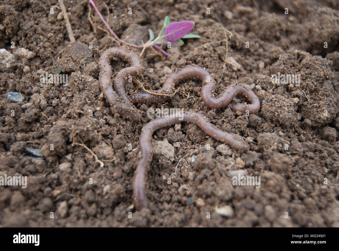 Bait earthworms hi-res stock photography and images - Alamy