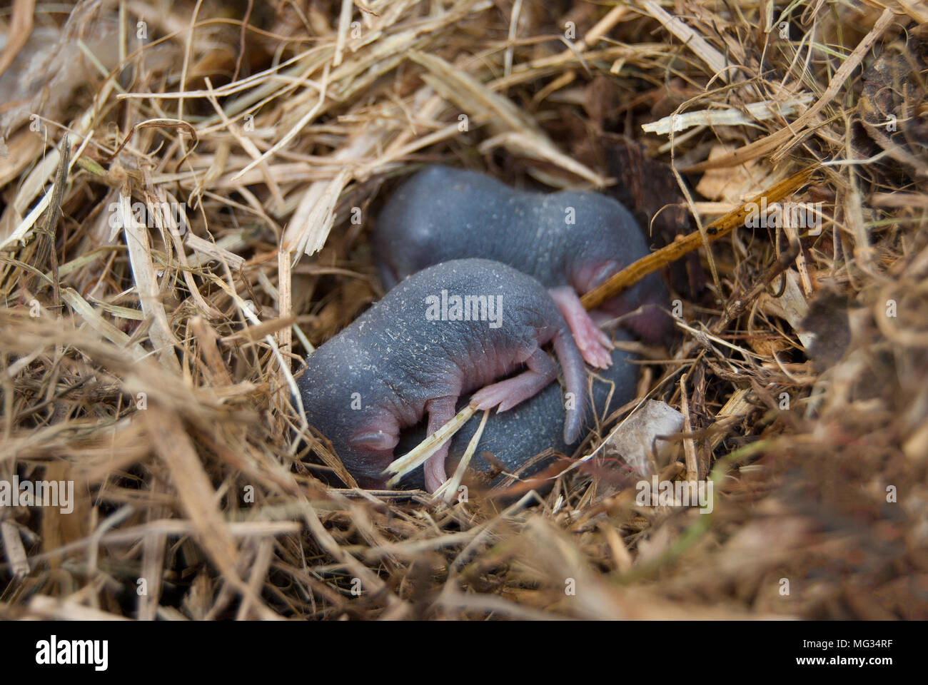 Nest of rodent water curative (Neomys fodiens) with newborn babies ...