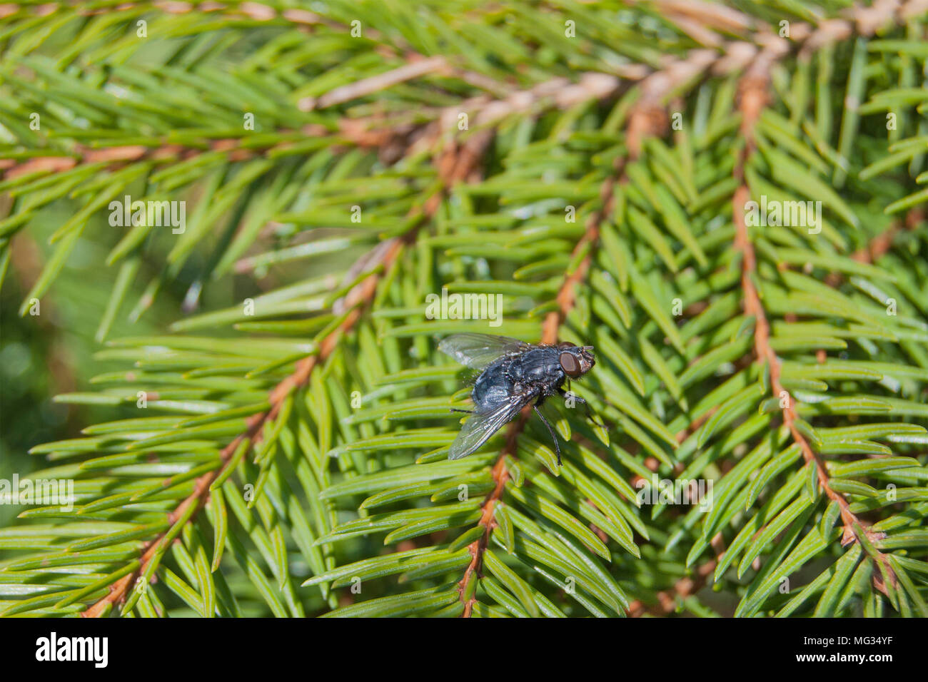 A large fly sits on a sun-drenched green spruce branch Stock Photo - Alamy