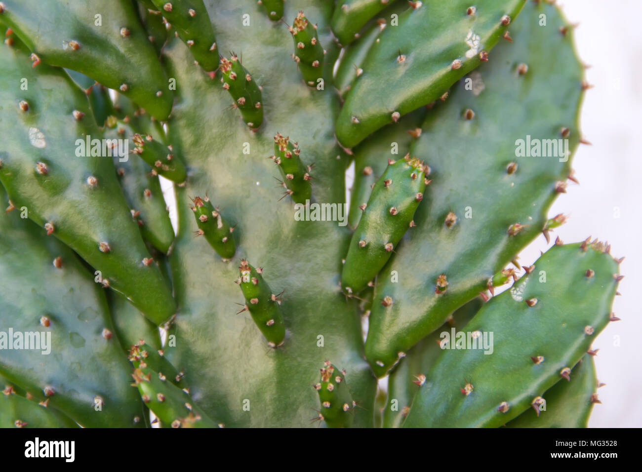 green background with cactus texture Stock Photo - Alamy
