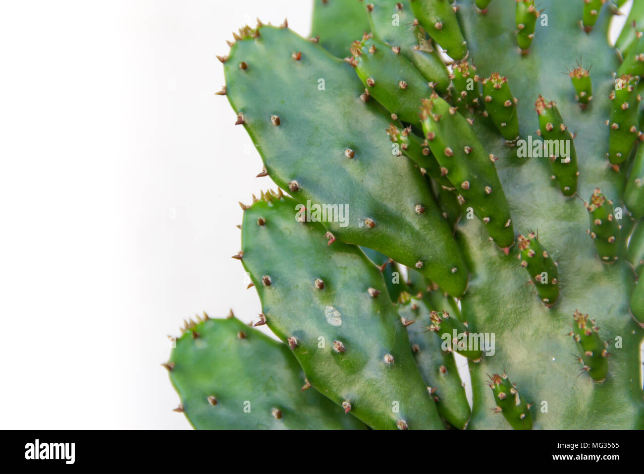 Cactus texture hi-res stock photography and images - Alamy