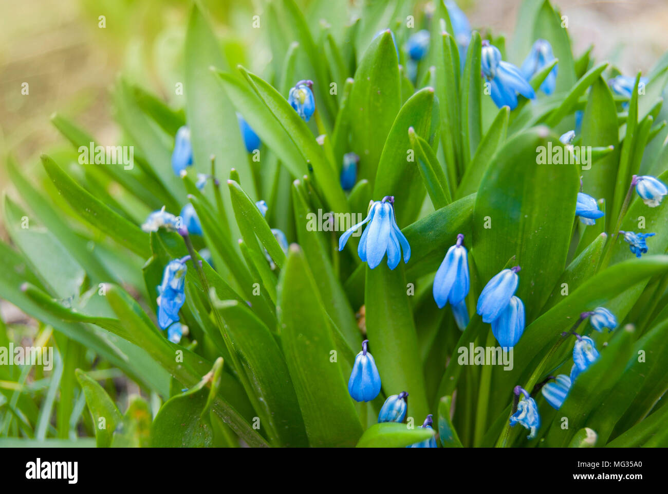 Blue scilla flower hi-res stock photography and images - Alamy