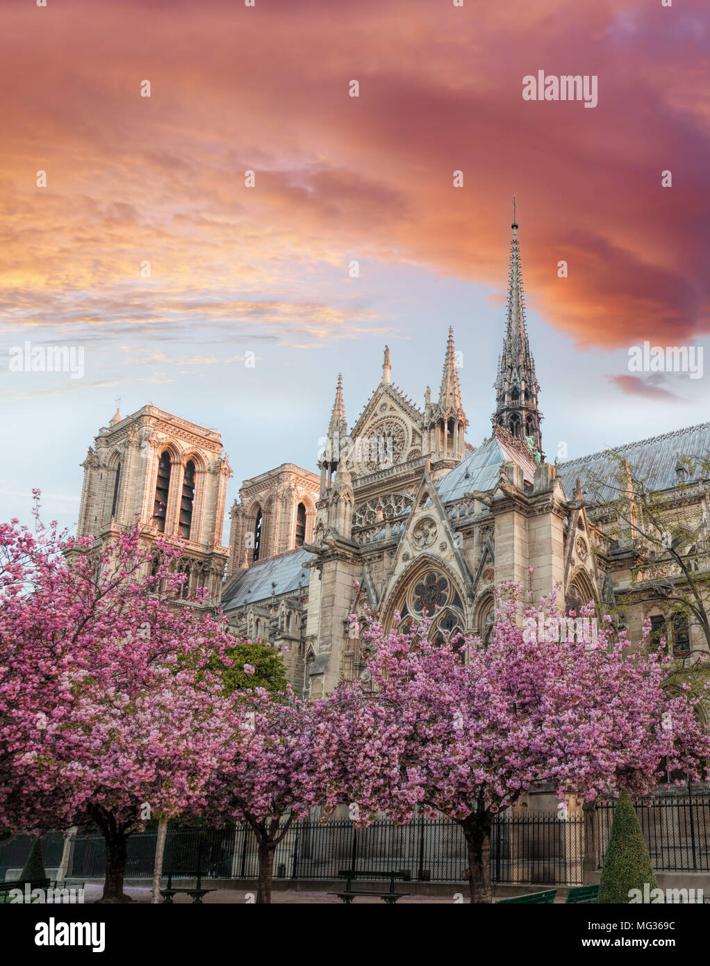 Paris, Notre Dame cathedral with spring trees in France Stock Photo - Alamy