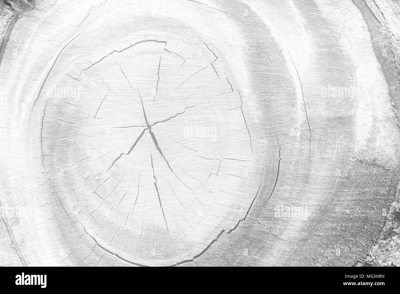Timber tree cutting Black and White Stock Photos & Images - Alamy