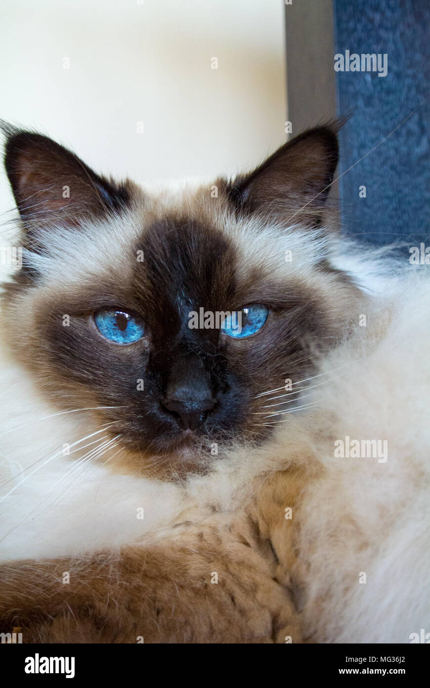 Seal point birman hi-res stock photography and images - Alamy