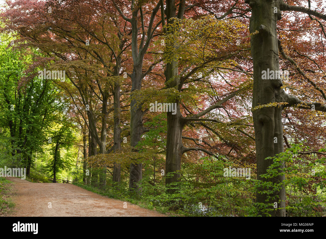 Trees Wood Holland Stock Photos & Trees Wood Holland Stock Images - Alamy