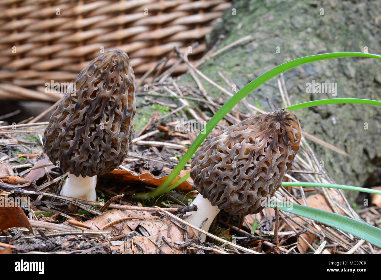 Black Morels Stock Photos & Black Morels Stock Images - Alamy