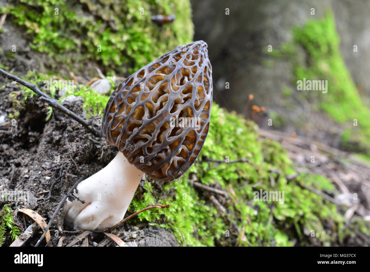 One single nice and healthy specimen of Morchella conica or Black Morel ...