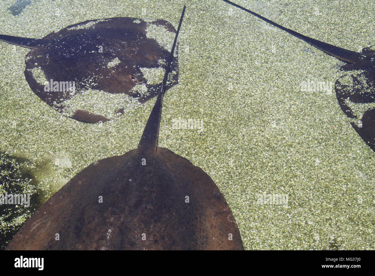 Stingrays covered in sand hi-res stock photography and images - Alamy