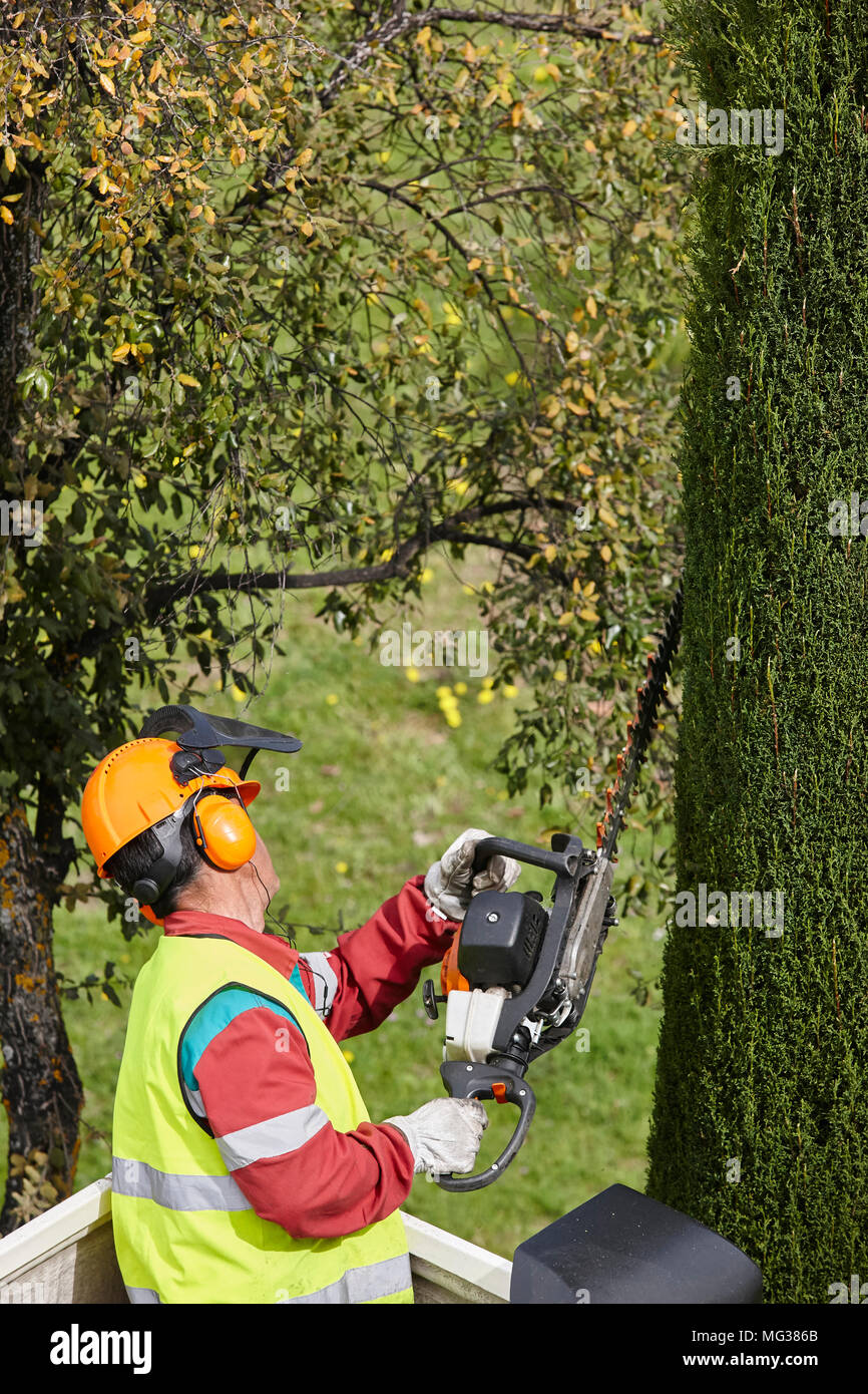 Equiped worker pruning a tree on a crane. Gardening works Stock Photo ...