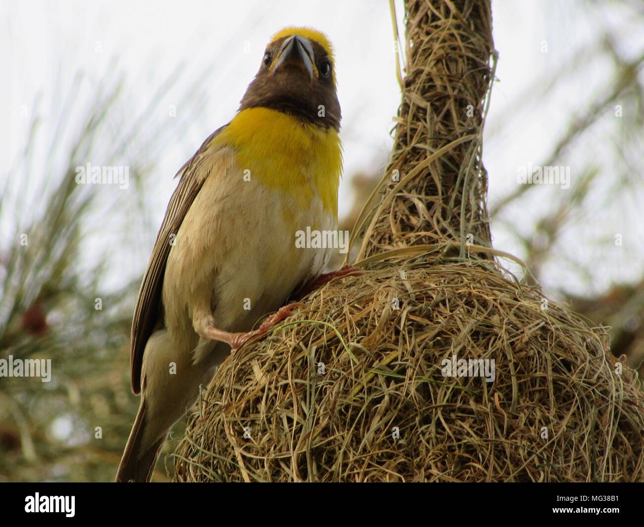 Baya weaver bird in nest hi-res stock photography and images - Alamy