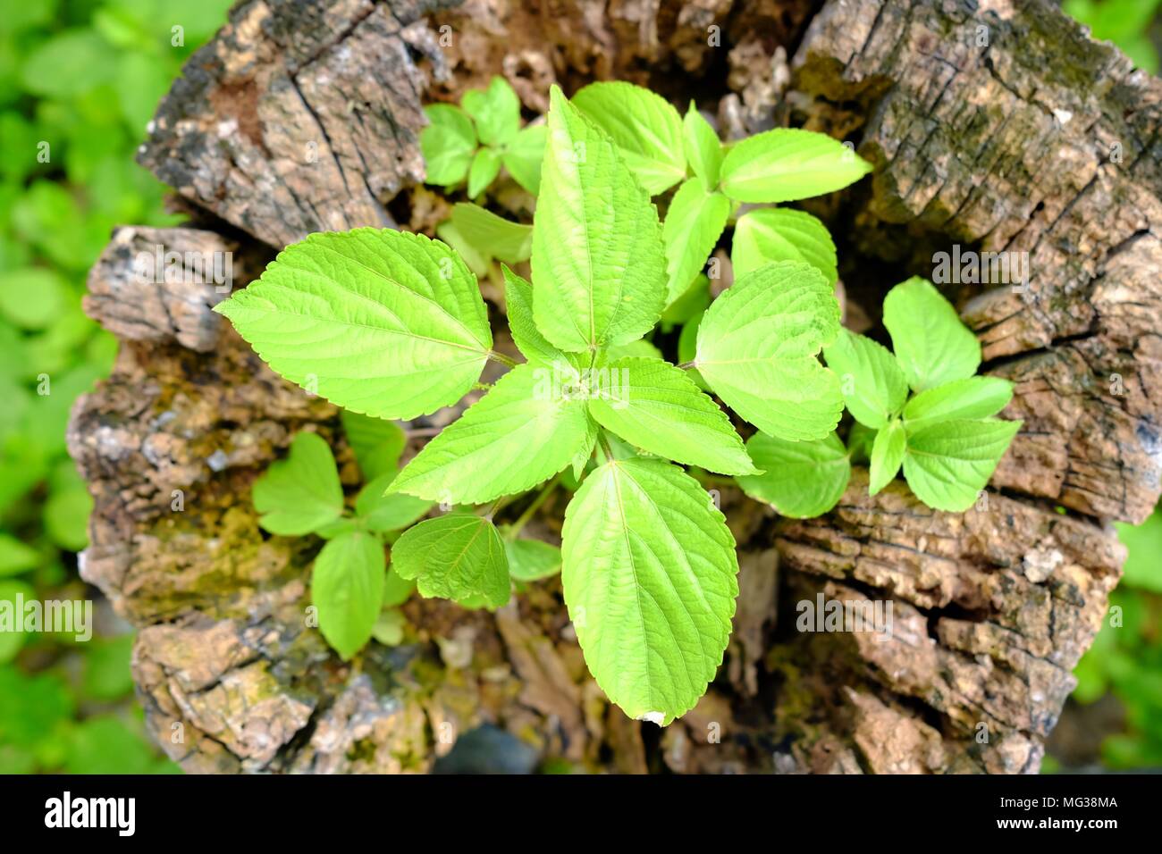 Green Plant Growing inside Cutting Trunk of Tree Stock Photo - Alamy