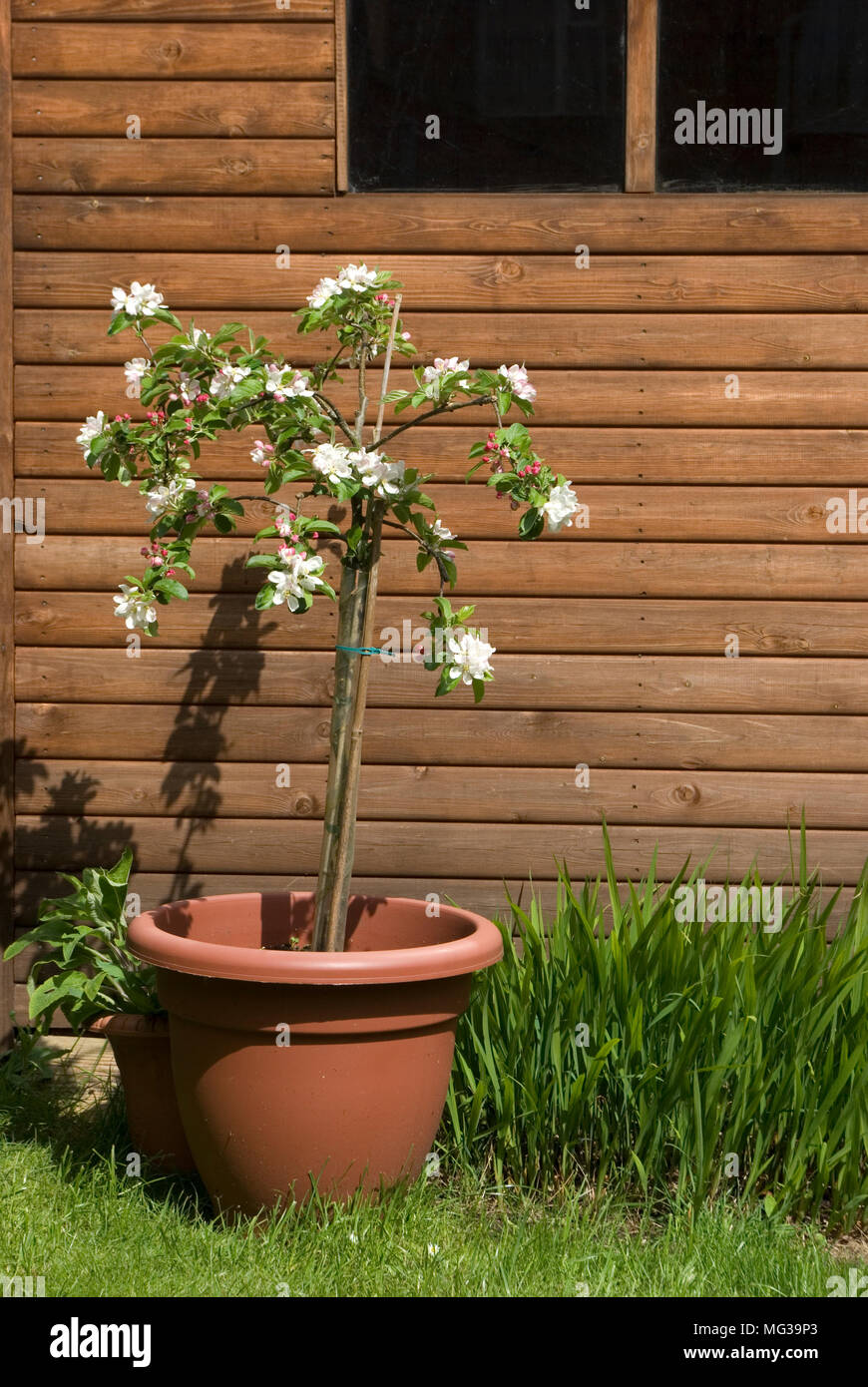 Apple tree pot hi-res stock photography and images - Alamy