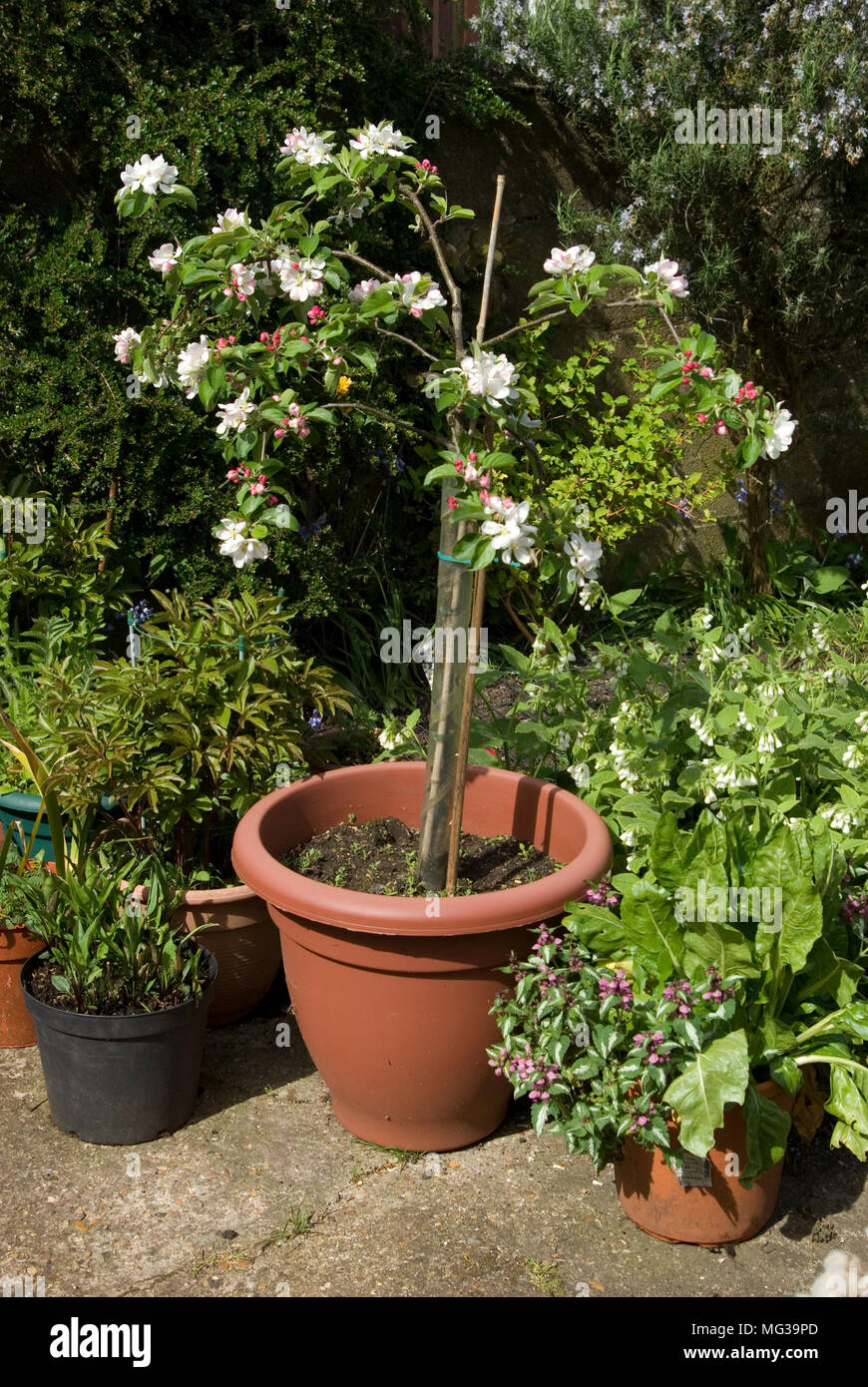 Apple tree pot hi-res stock photography and images - Alamy