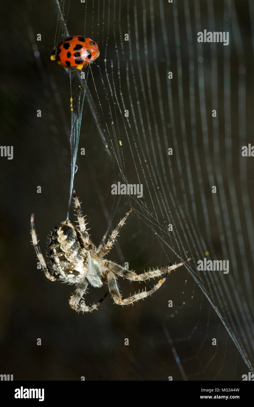 Garden Spider with Prey Stock Photo - Alamy