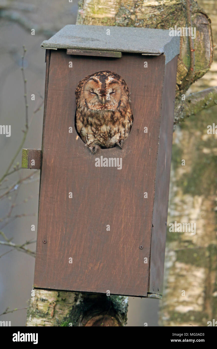Tawny owl nest uk hi-res stock photography and images - Alamy