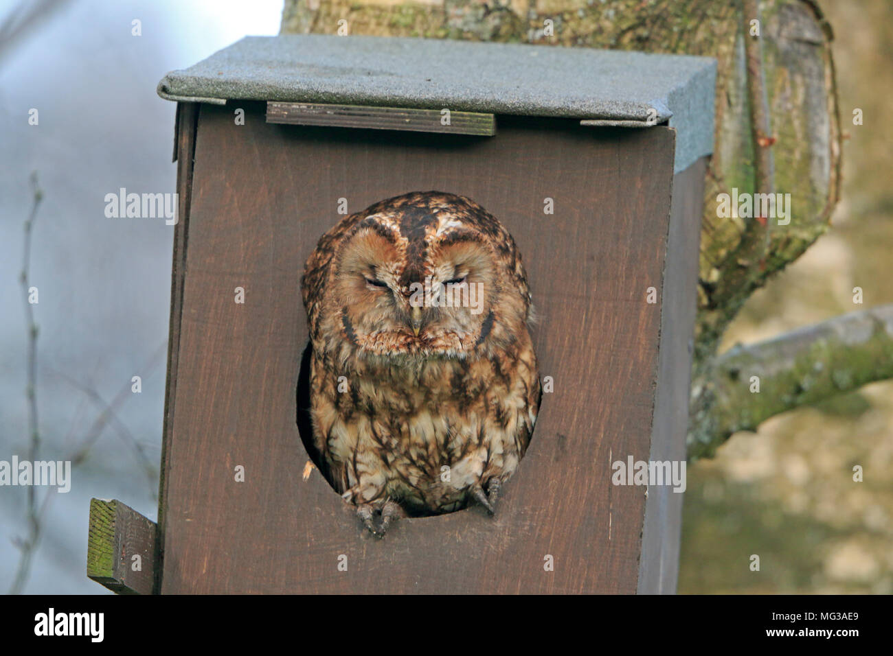 Adult Tawny Owl roosting in a nest box Stock Photo - Alamy