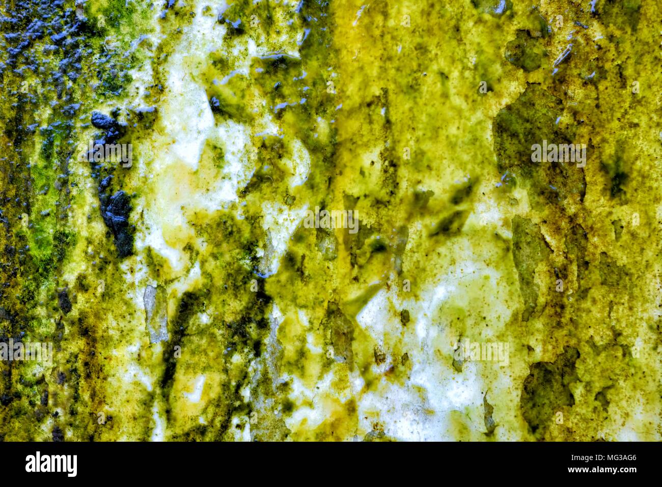 Wet Moss on Wall Background Stock Photo - Alamy