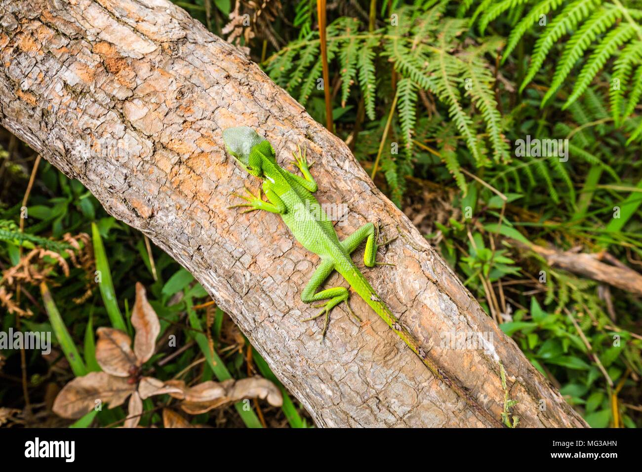 Tropical green lizard walking on a tree in Horton Plains in SWri Lanka ...