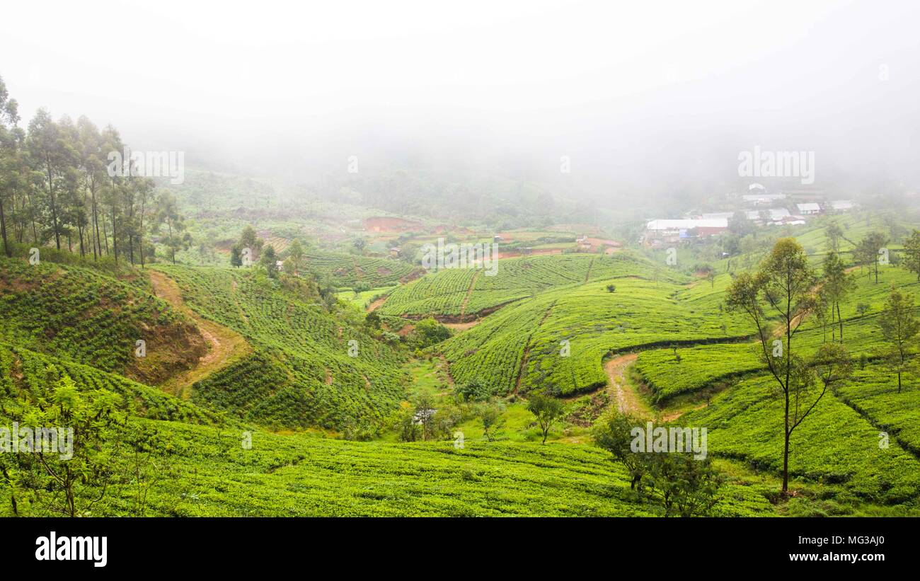 Old ceylon tea plantation hi-res stock photography and images - Alamy