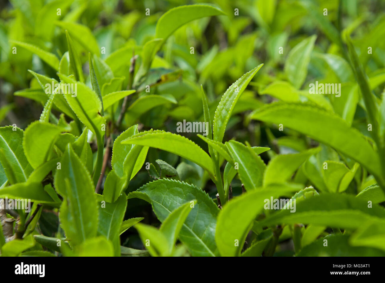 Nepal tea hi-res stock photography and images - Alamy