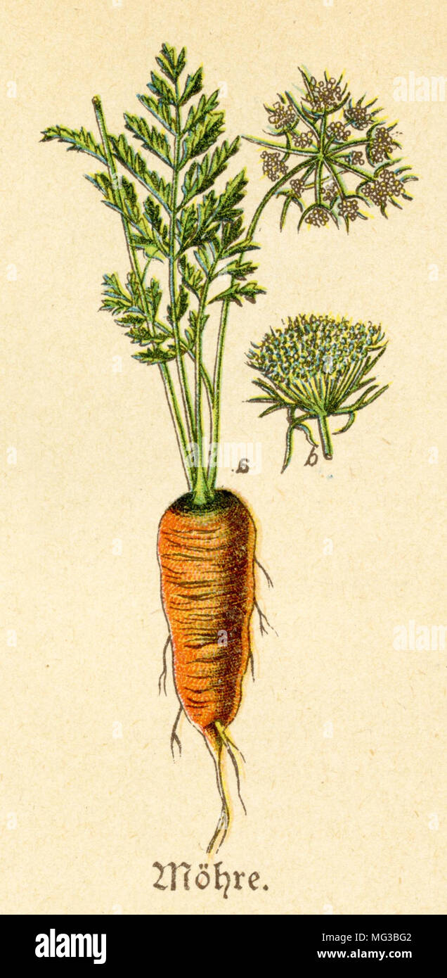 Carrot Botanical Drawing