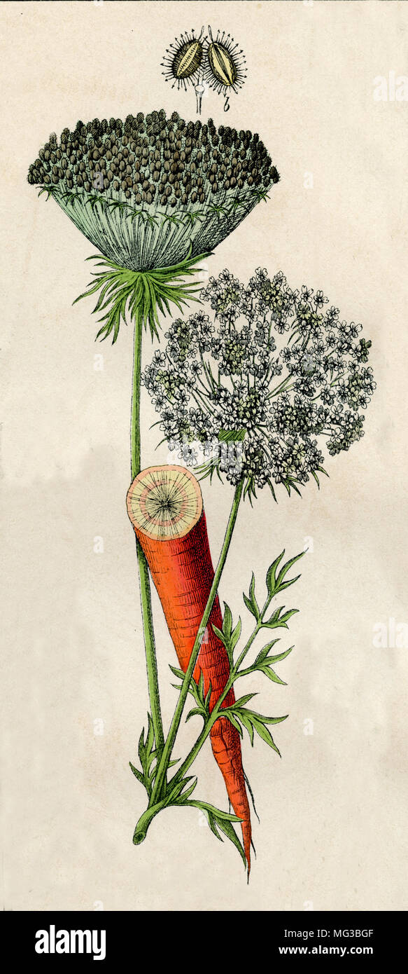 Carrot wild carrot; bird's nest; bishop's lace; Queen Anne's lace Stock ...