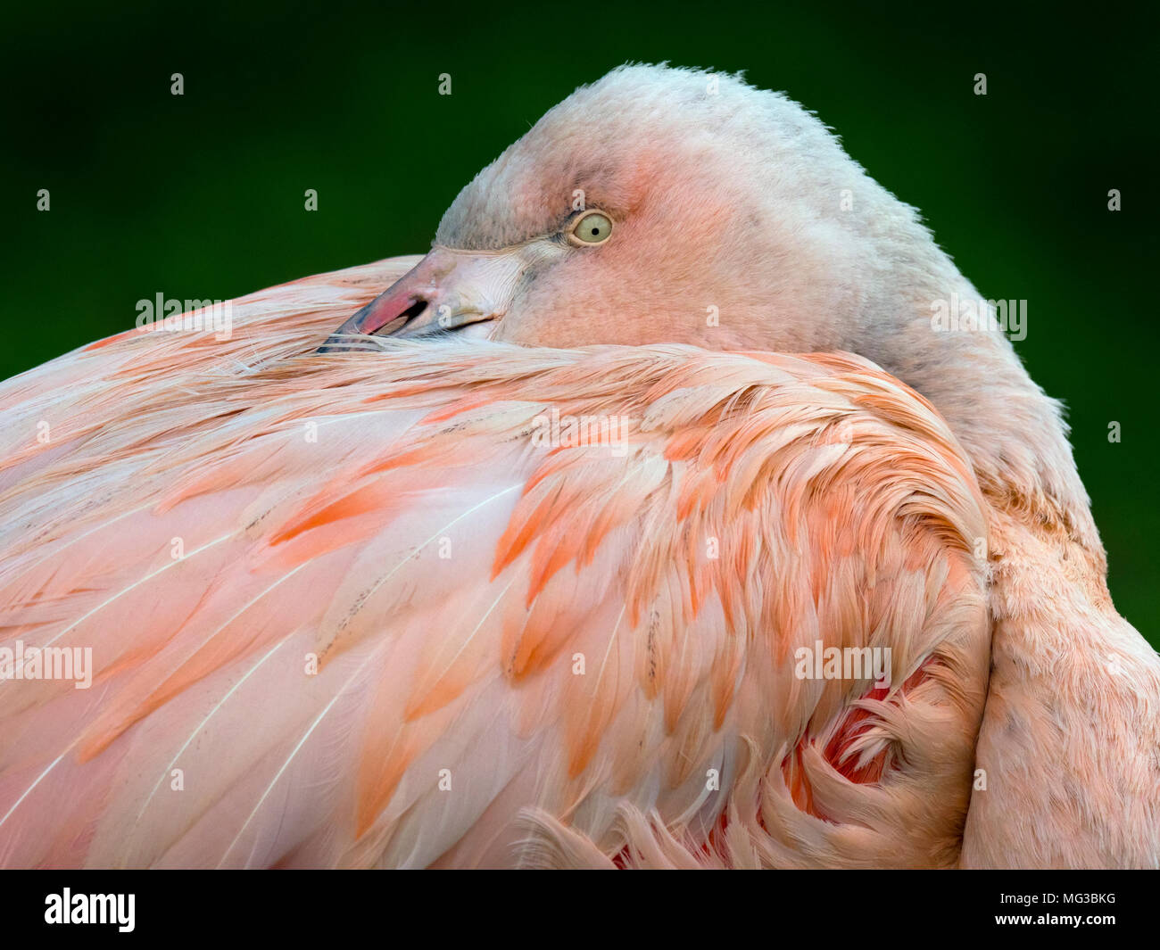 Bird captive hi-res stock photography and images - Alamy