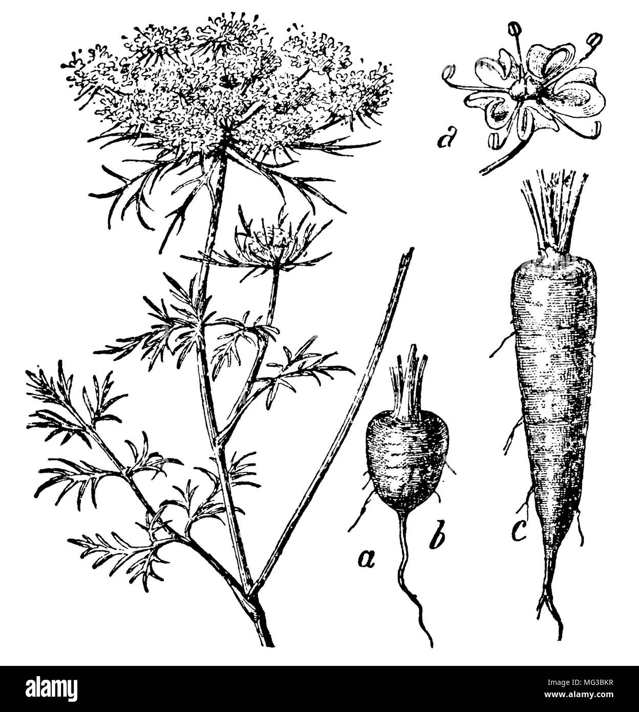 Queen annes lace Black and White Stock Photos & Images - Alamy