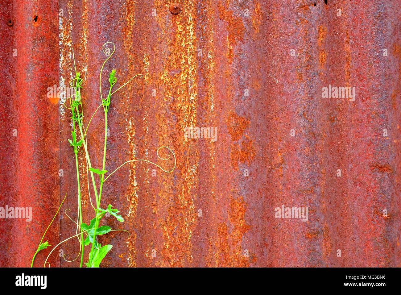 Saplings on Old Zinc Wall Background Stock Photo - Alamy