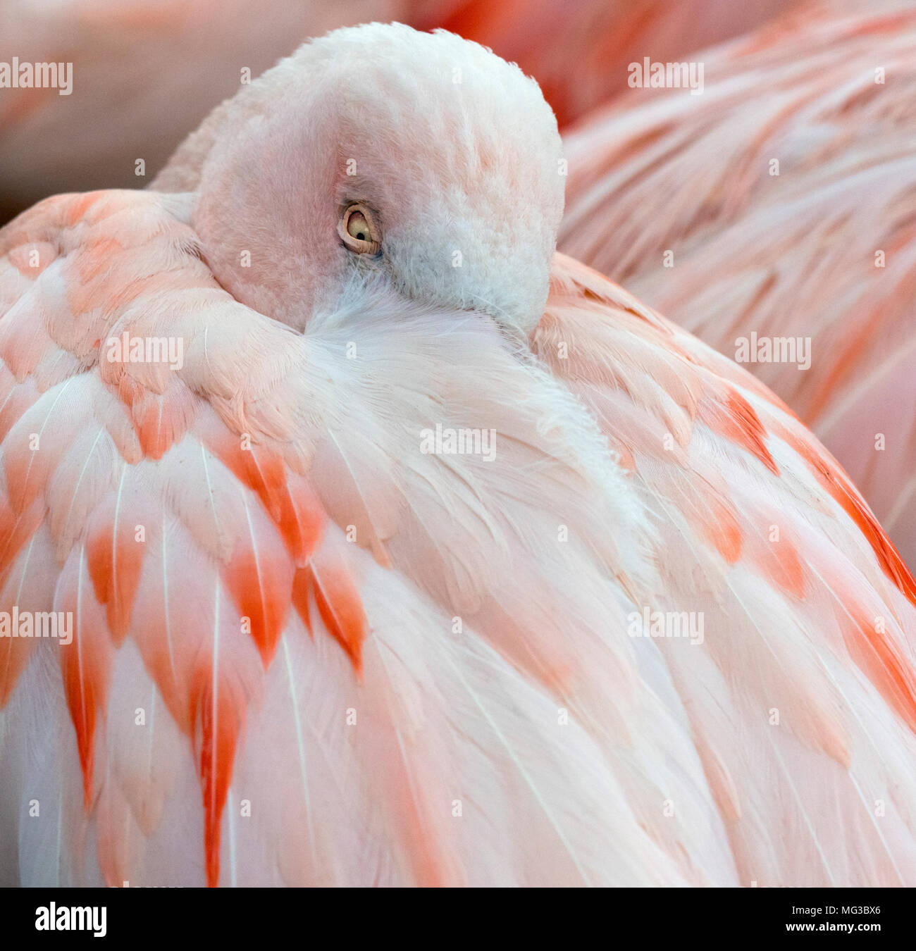 Bird captive hi-res stock photography and images - Alamy
