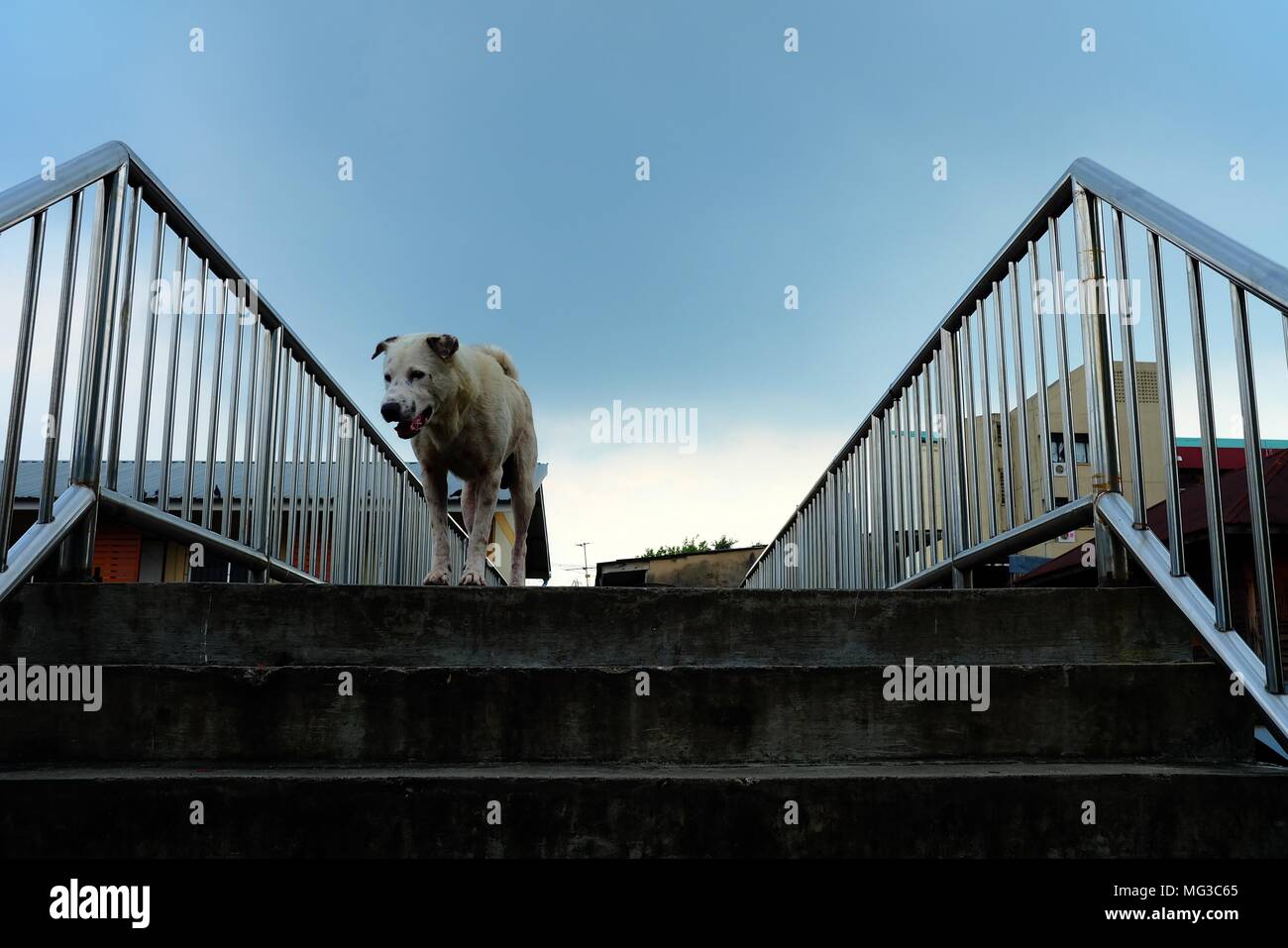 Animal overpass highway hi-res stock photography and images - Alamy