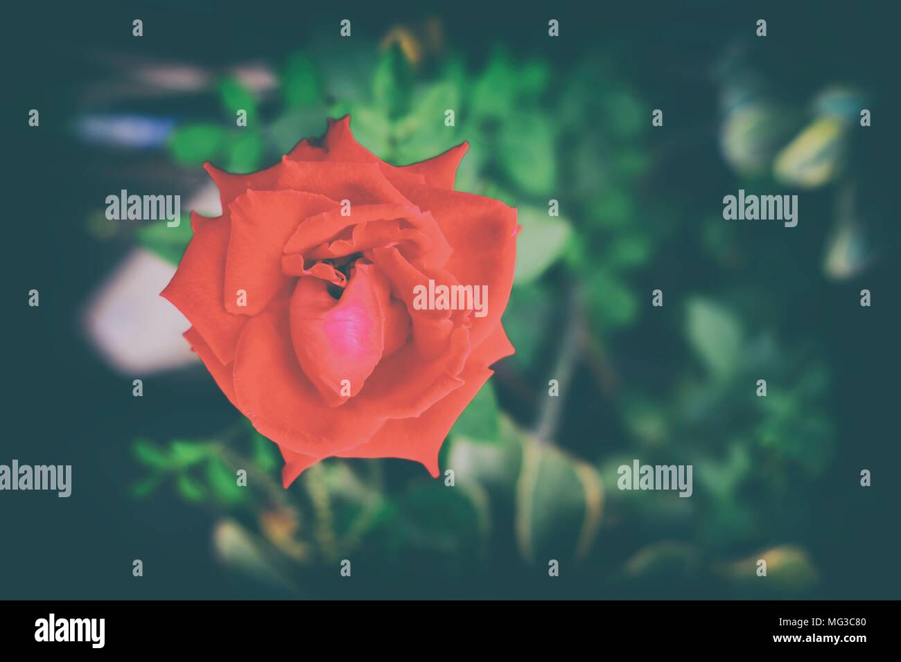 Red Rose Flower in Vintage Style Stock Photo - Alamy