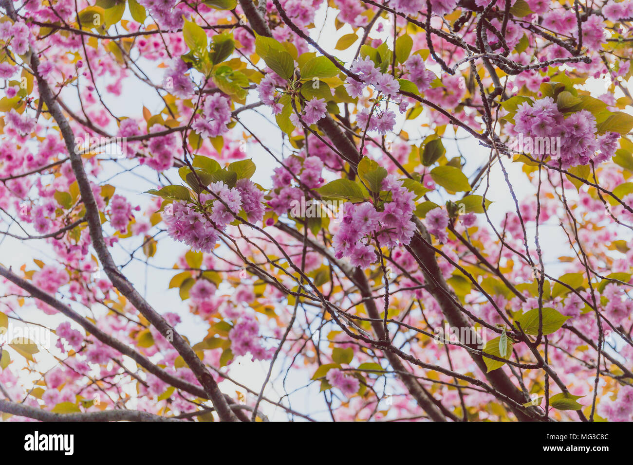 spring trees with branches full of pink flowers blooming shot with ...
