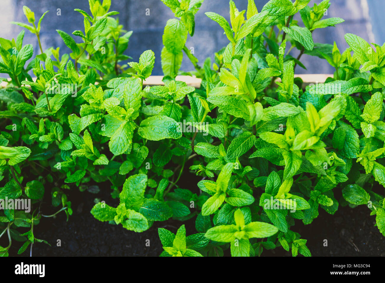 mint plant with deep green leaves shot with a telephoto lens Stock ...