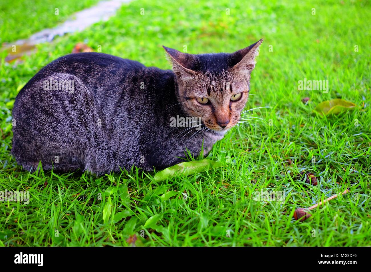 Cat Laying Down in Garden Stock Photo - Alamy