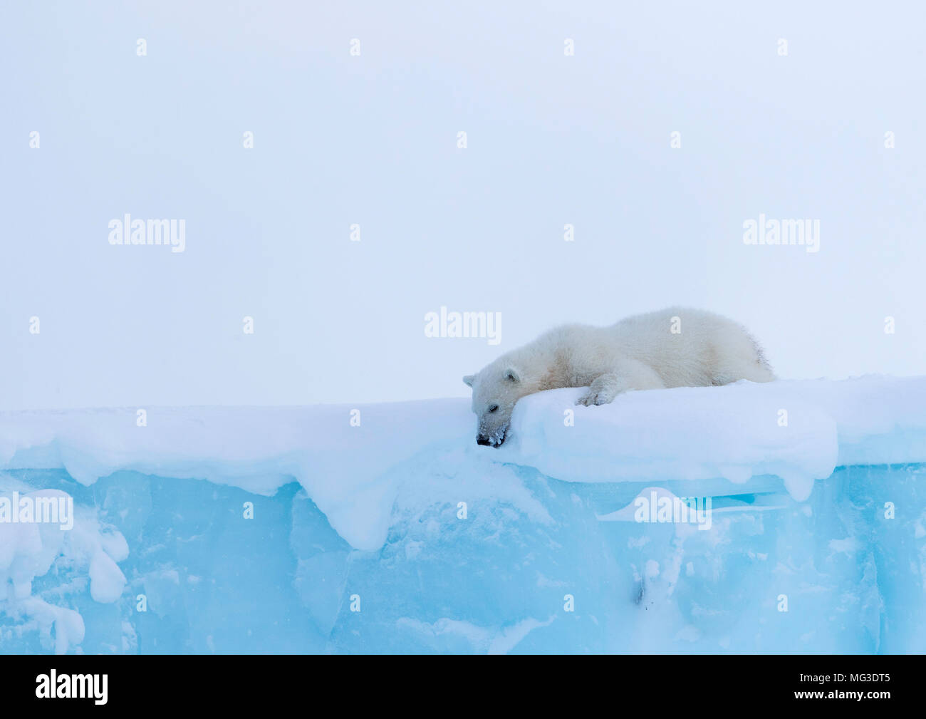 Year old juvenile polar bear cub on top of an iceberg. Baffin, Arctic ...