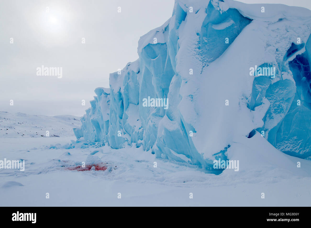 Blood stains the snow from the site of a polar bear kill of a seal ...