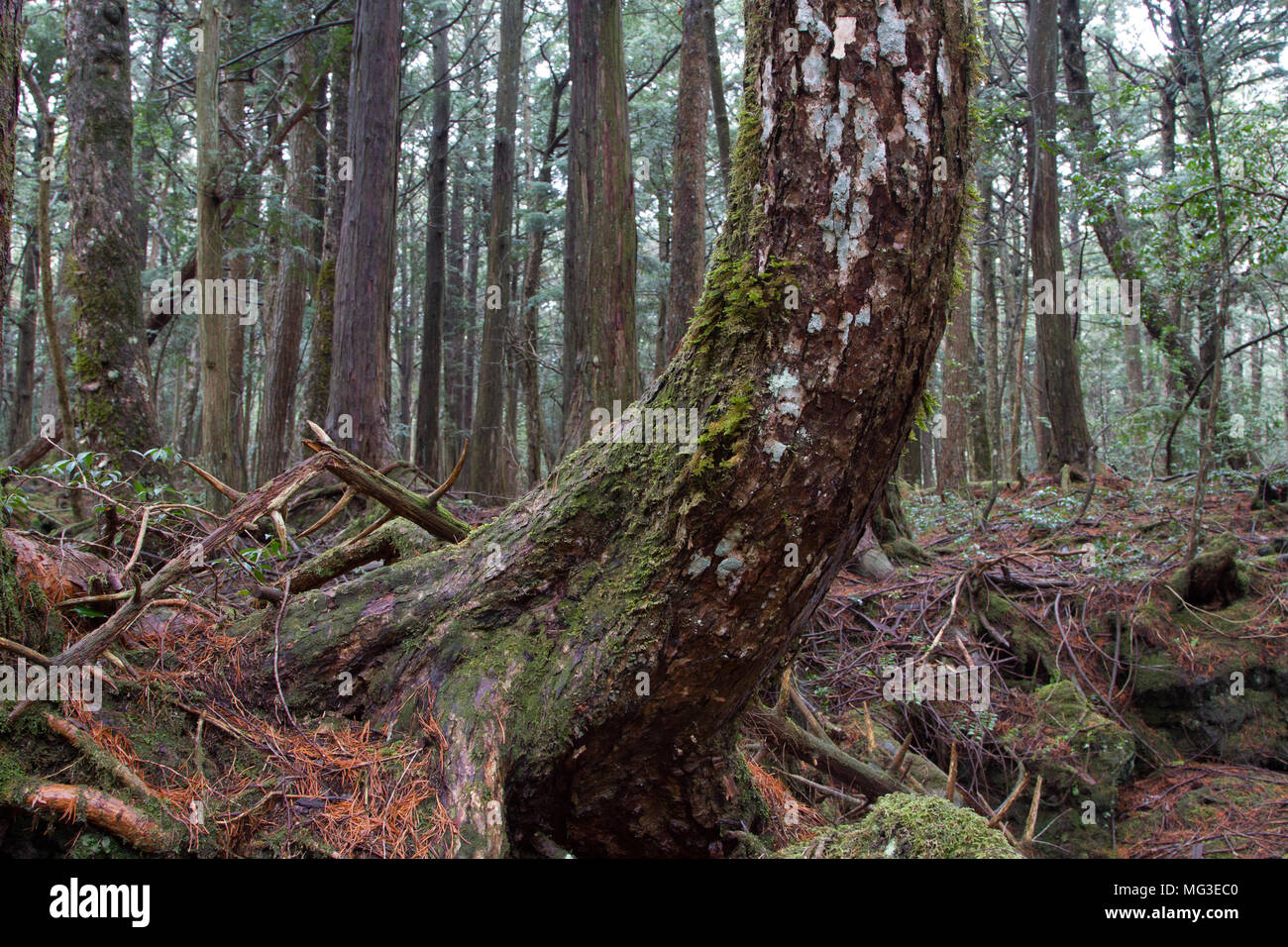 Aokigahara Forest, known as the suicide forest, near Mount Fuji in ...