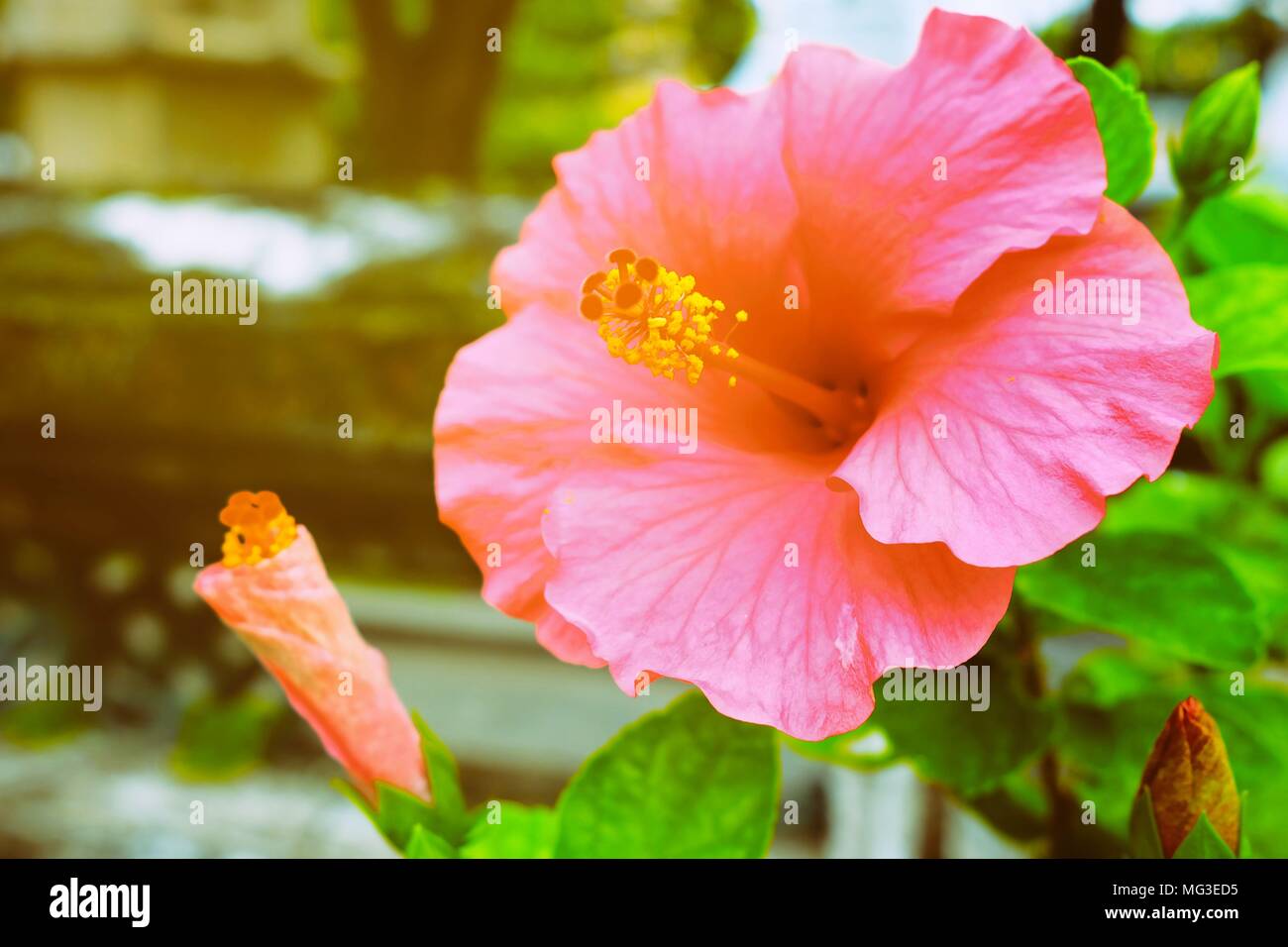 Pollen of hibiscus hi-res stock photography and images - Alamy