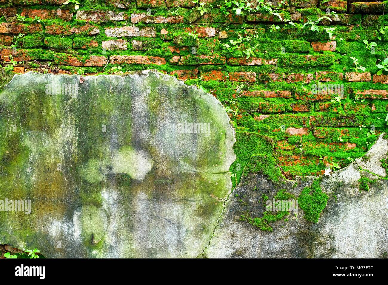 Moss on block wall hi-res stock photography and images - Alamy