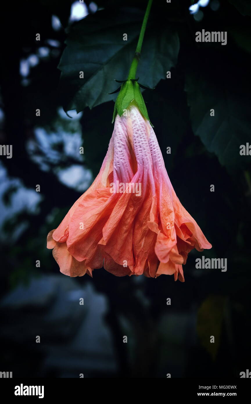Beautiful Withered Flower Stock Photo - Alamy
