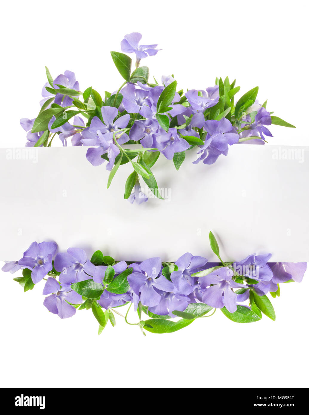 Border vinca vinca periwinkle hi-res stock photography and images - Alamy